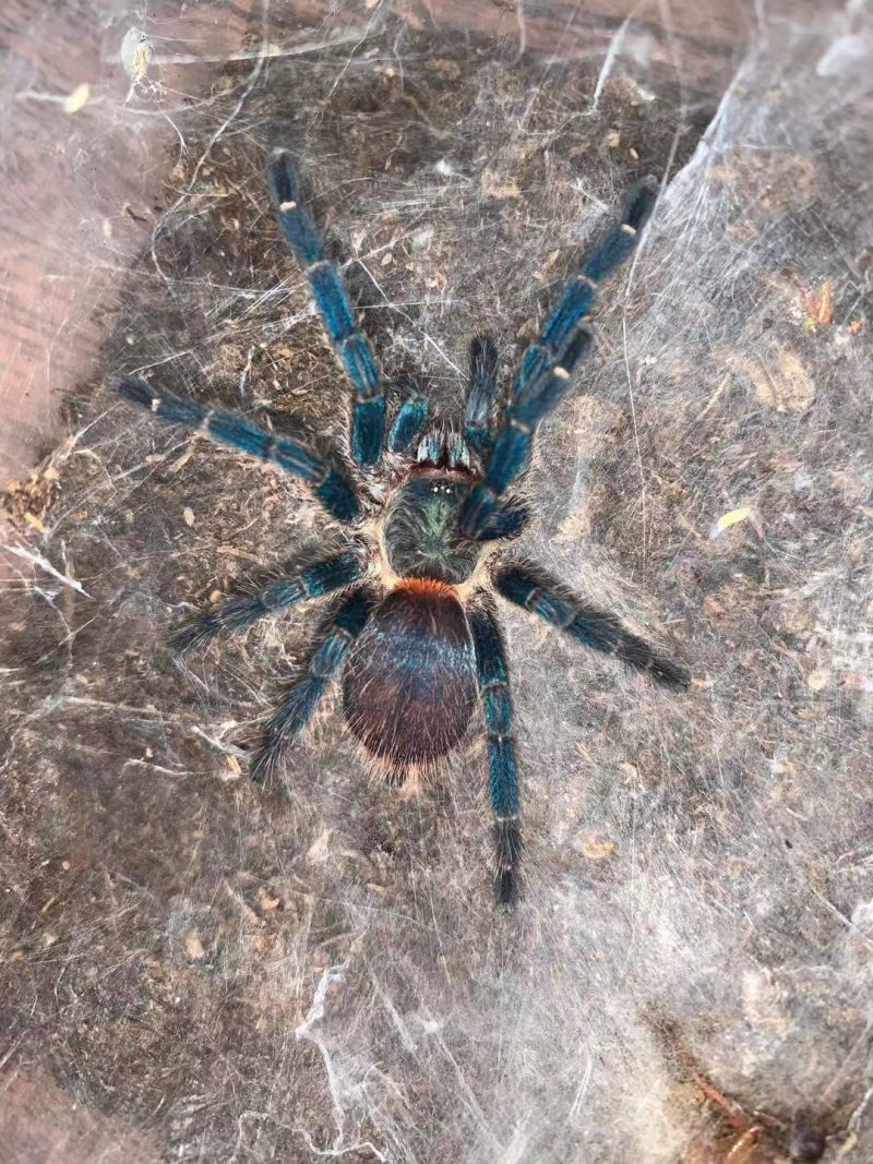 Brazilian Blue Dwarf Tarantula (Dolichothele diamantinensis ...