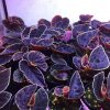 Begonia amidalae for Sale - HappyForestStore