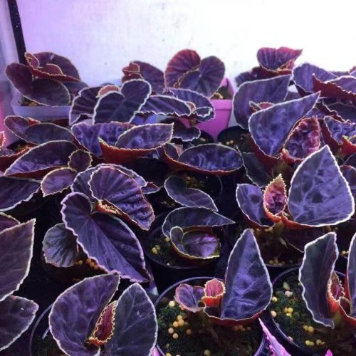 Begonia amidalae for Sale - HappyForestStore