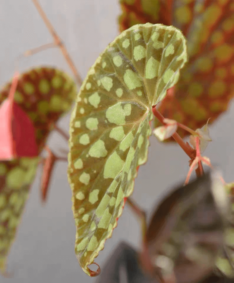 Begonia chlorosticta red form for Sale - HappyForestStore