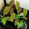 Begonia amidalae for Sale - HappyForestStore