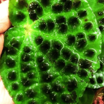 Begonia amidalae for Sale - HappyForestStore