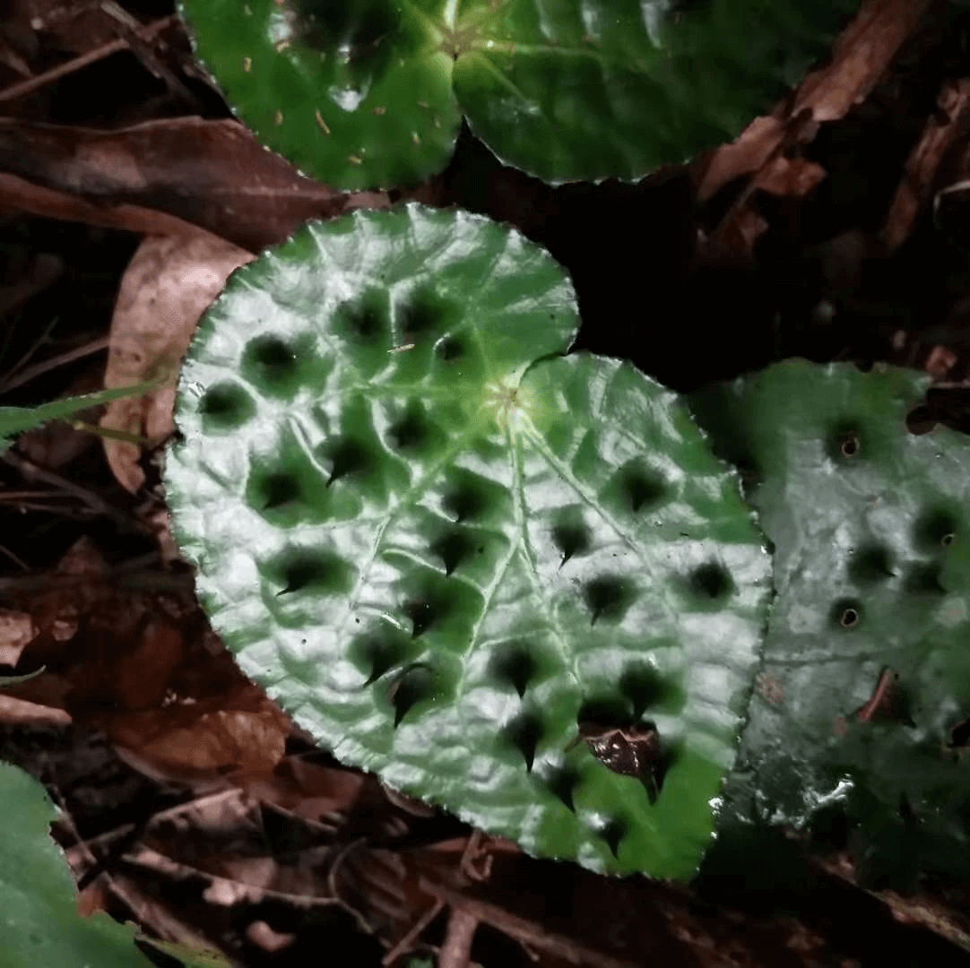 Begonia ferox for Sale - HappyForestStore