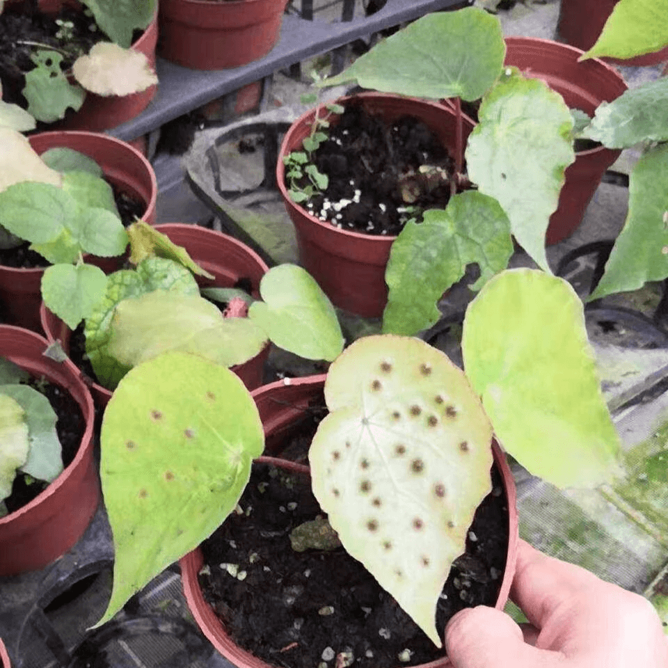 Begonia ferox for Sale - HappyForestStore