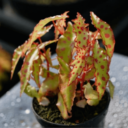 Begonia amidalae for Sale - HappyForestStore