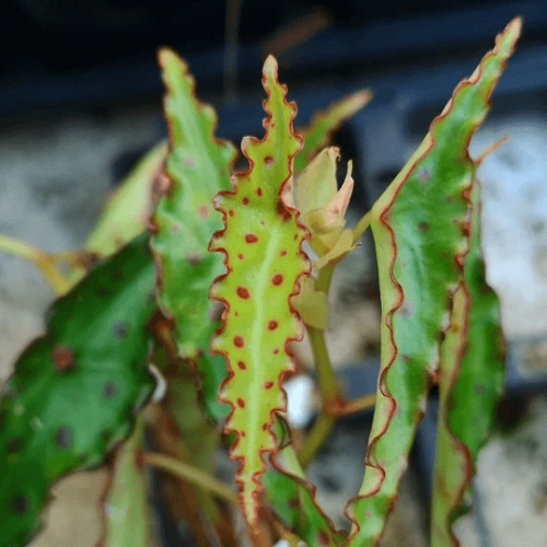 Begonia for Sale - HappyForestStore