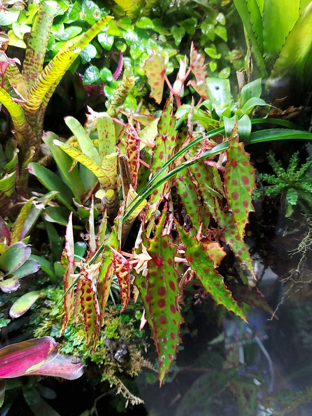 Begonia amphioxus ‘Butterfly’ for Sale - HappyForestStore
