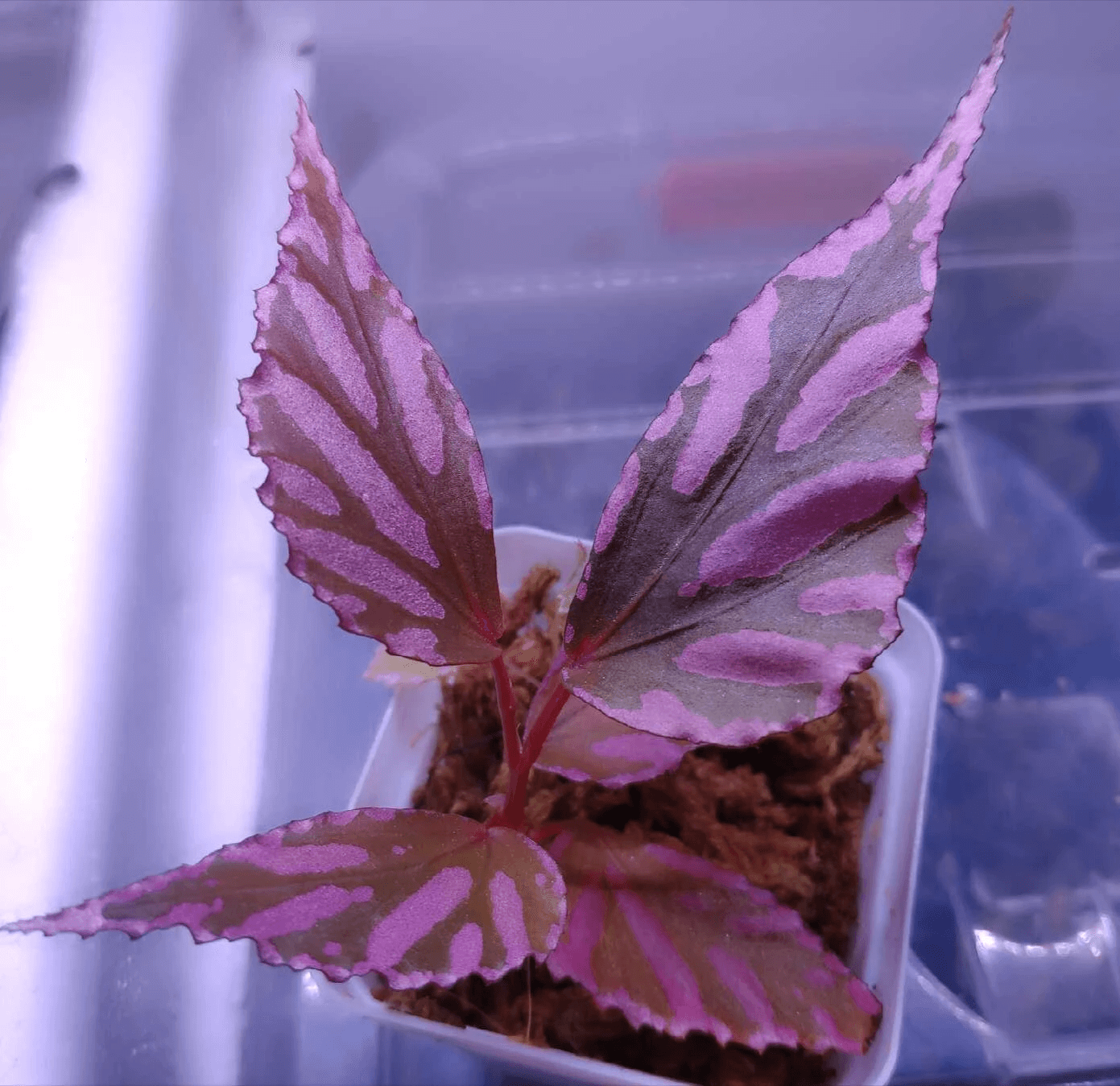 Begonia sp julau for Sale - HappyForestStore