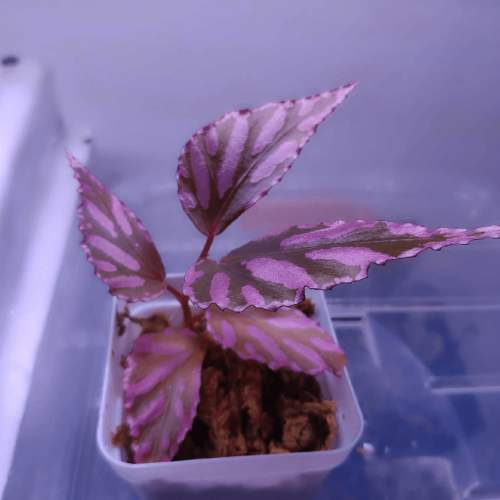 Begonia phuthoensis for Sale - HappyForestStore