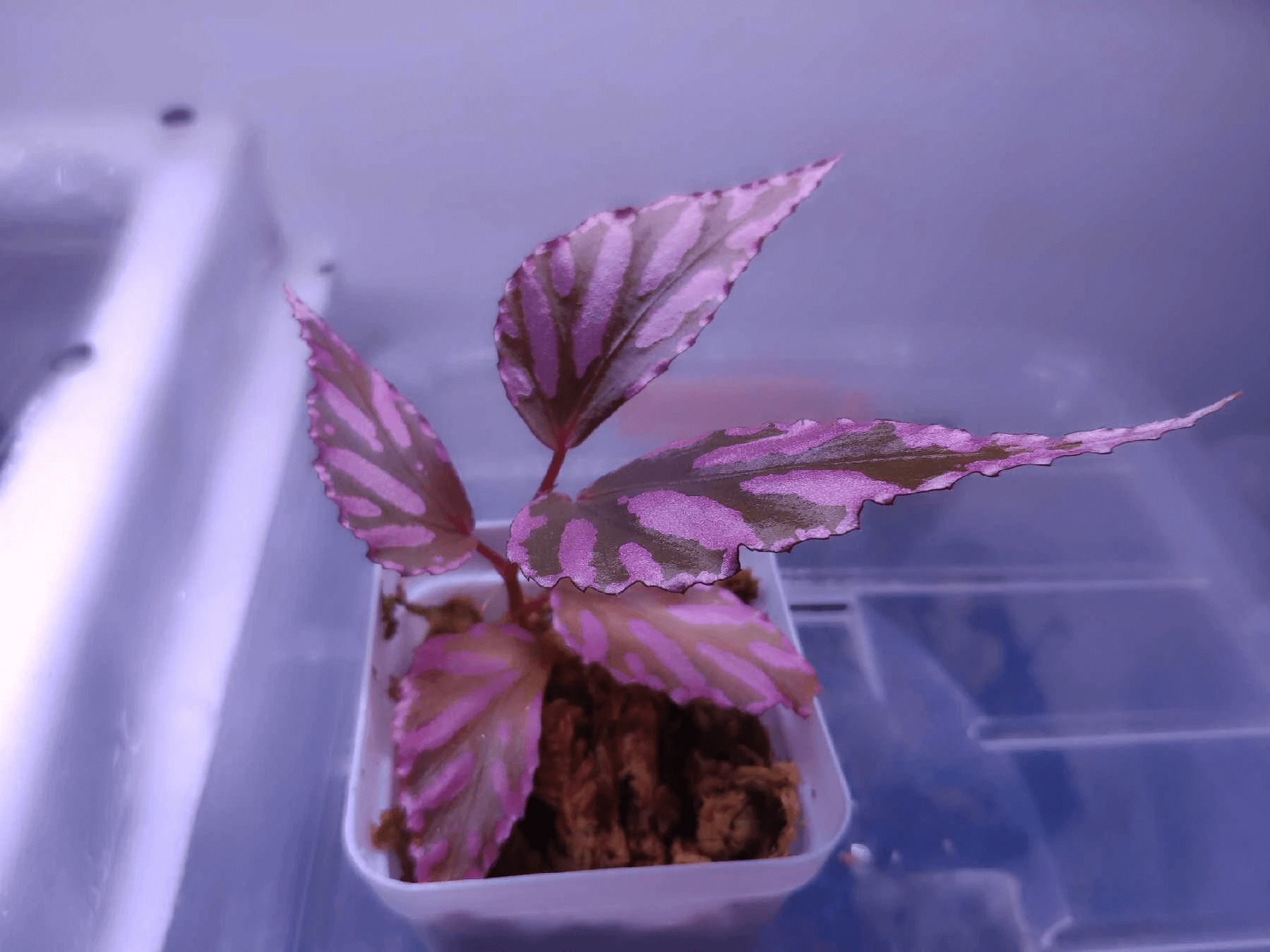 Begonia sp julau for Sale - HappyForestStore