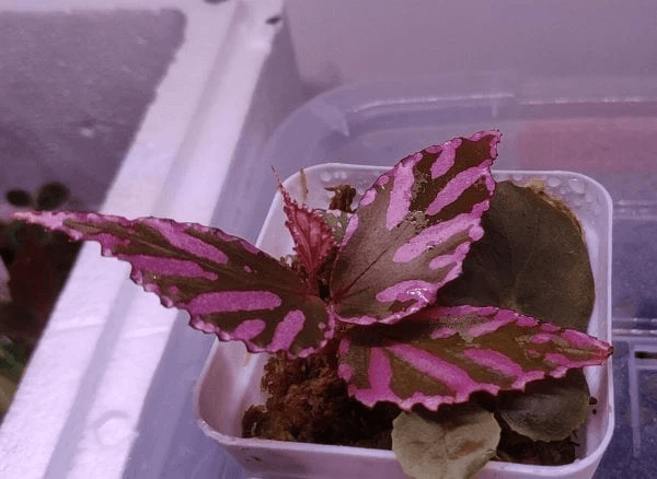 Begonia sp julau for Sale - HappyForestStore