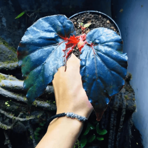 Begonia for Sale - Page 7 of 19 - HappyForestStore