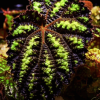 Begonia amidalae for Sale - HappyForestStore