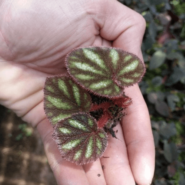 Begonia amidalae for Sale - HappyForestStore