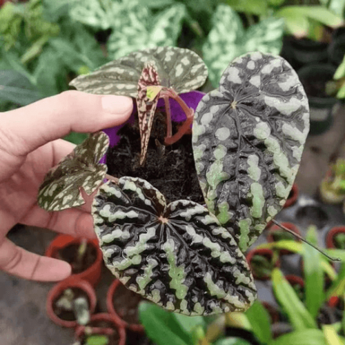 Begonia northobaramensis for Sale - HappyForest