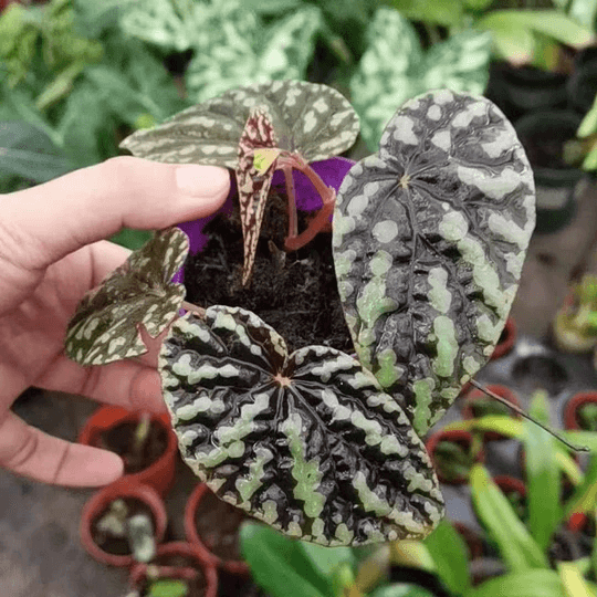 Begonia amidalae for Sale - HappyForestStore