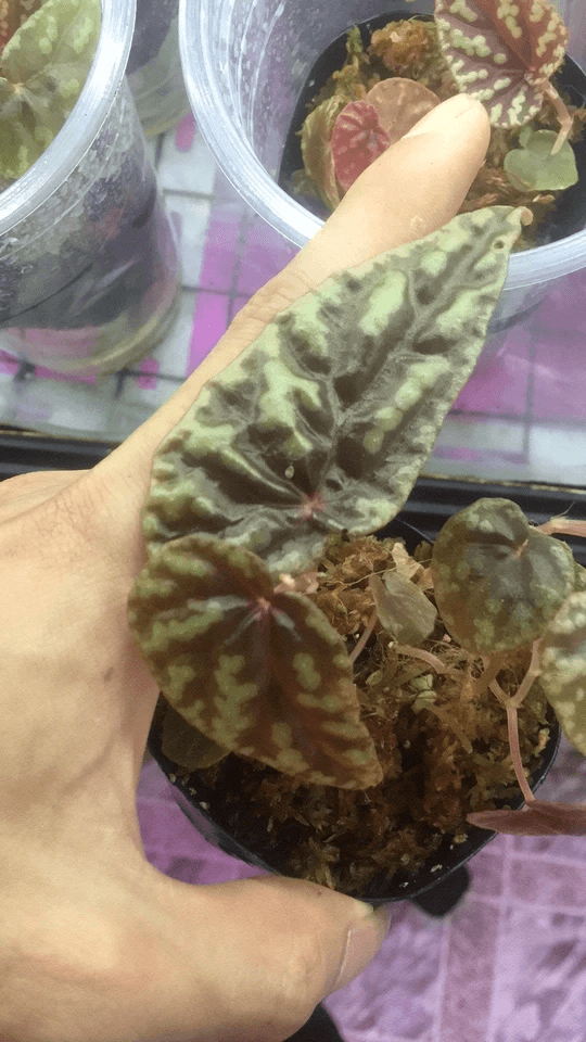 Begonia variabilis for Sale - HappyForestStore