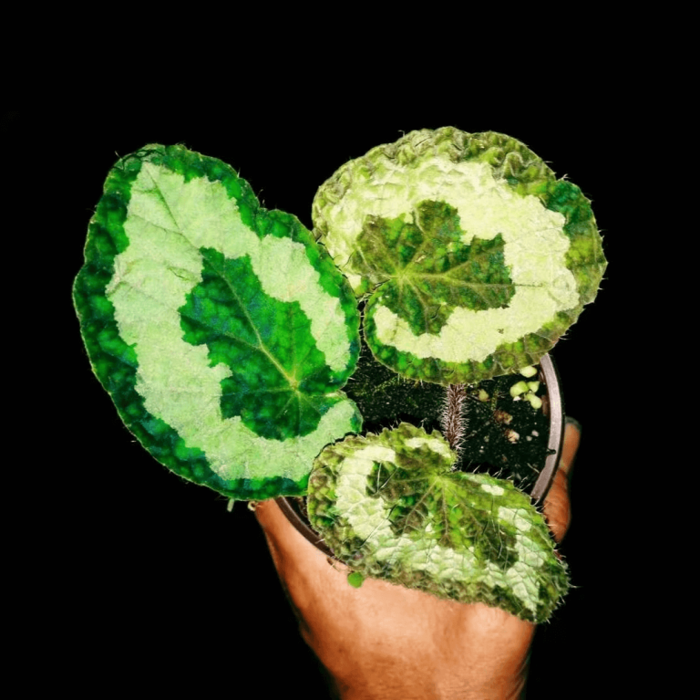 Begonia ferox for Sale - HappyForestStore