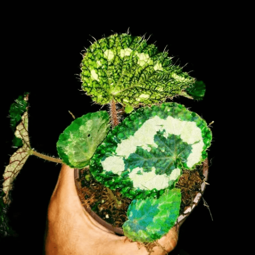 Begonia amidalae for Sale - HappyForestStore