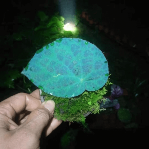 Begonia amidalae for Sale - HappyForestStore