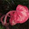 Begonia amidalae for Sale - HappyForestStore