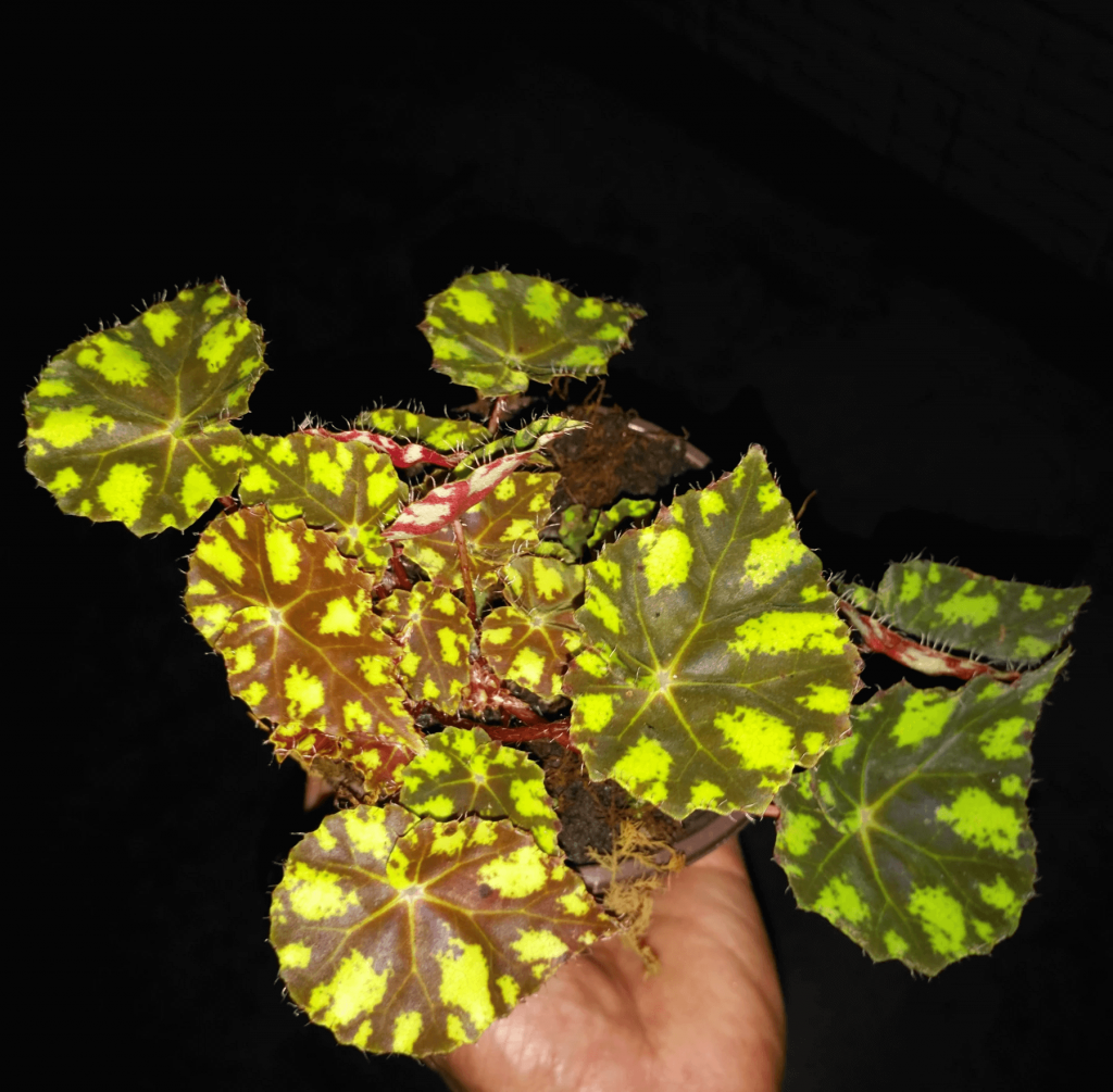 Begonia “Tiger Kitten” for Sale - HappyForestStore