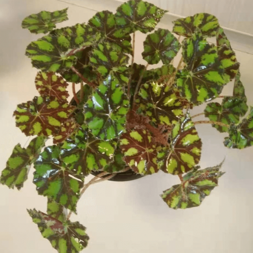 Begonia for Sale - HappyForestStore