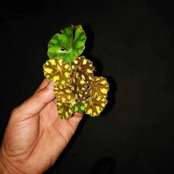 Begonia “Tiger Kitten” for Sale - HappyForestStore