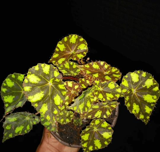 Begonia “Tiger Kitten” for Sale - HappyForestStore