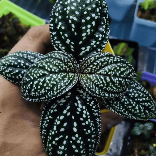 Begonia baramensis for Sale - HappyForestStore