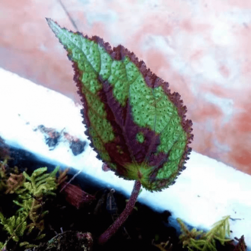 Begonia phuthoensis for Sale - HappyForestStore