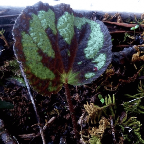 Begonia amidalae for Sale - HappyForestStore