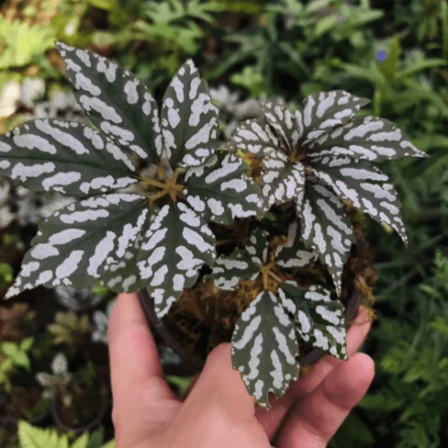 Begonia amidalae for Sale - HappyForestStore