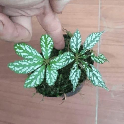 Begonia amidalae for Sale - HappyForestStore