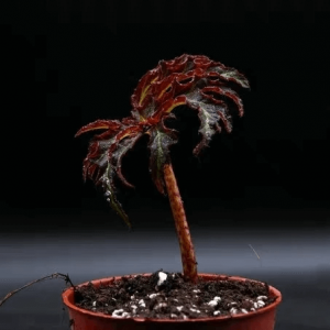 Begonia phuthoensis for Sale - HappyForestStore