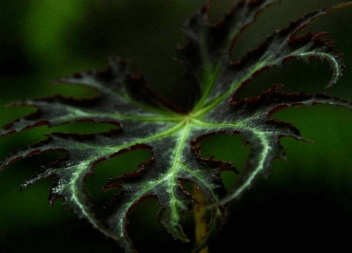 Begonia phuthoensis for Sale - HappyForestStore