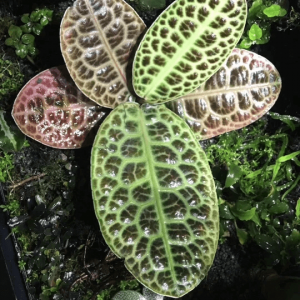 Begonia phuthoensis for Sale - HappyForestStore