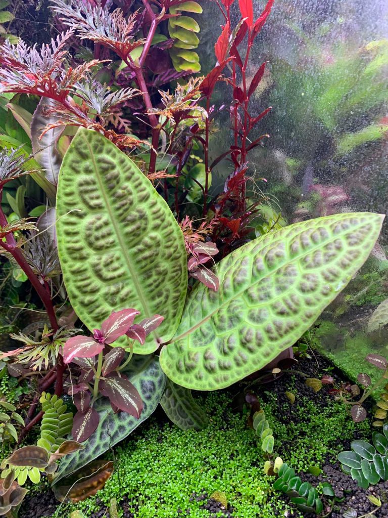 Ardisia sp turtle back for Sale - HappyForestStore