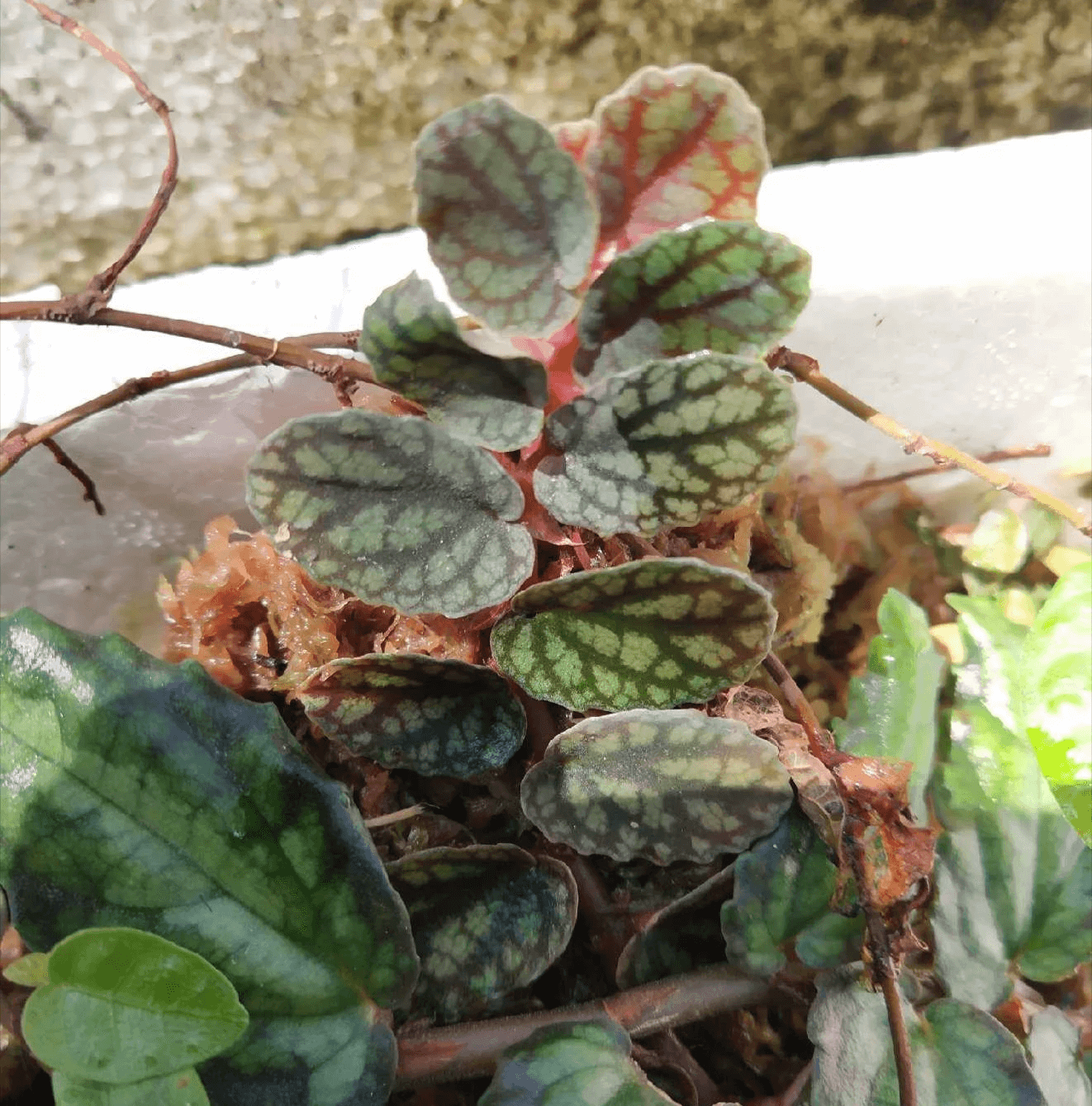 Watermelon Vine (Pellionia pulchra) - HappyForestStore