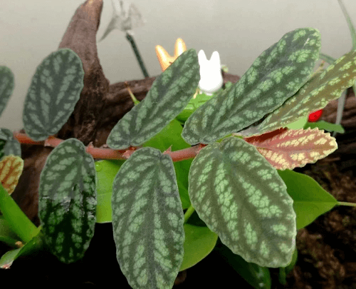 Begonia amidalae for Sale - HappyForestStore