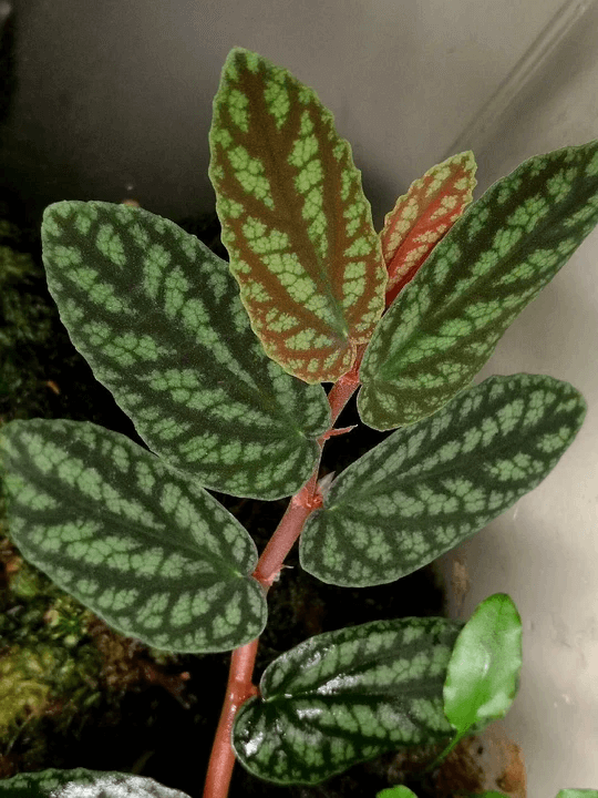 Watermelon Vine (Pellionia pulchra) - HappyForestStore