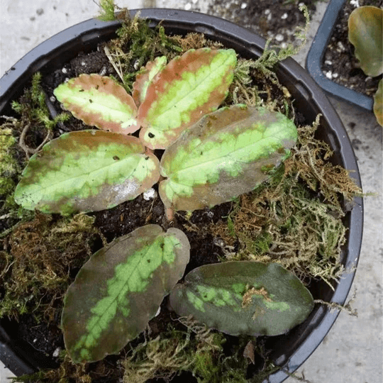 Watermelon Vine (Pellionia pulchra) - HappyForestStore