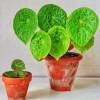 Begonia phuthoensis for Sale - HappyForestStore