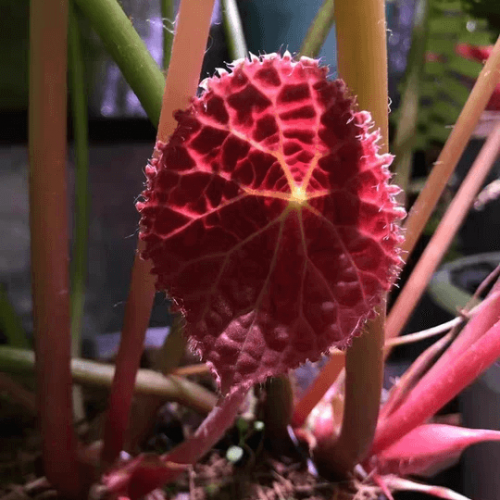 Begonia amidalae for Sale - HappyForestStore