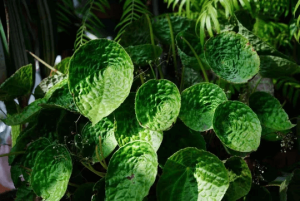 Begonia phuthoensis for Sale - HappyForestStore