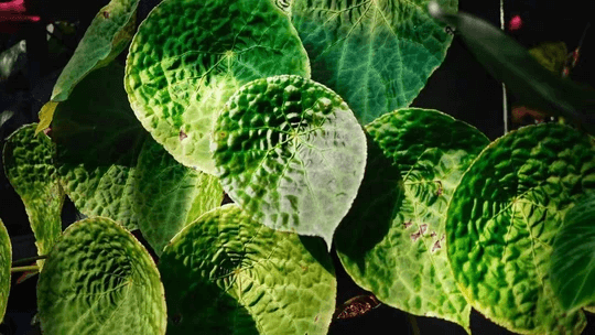 Begonia phuthoensis for Sale - HappyForestStore