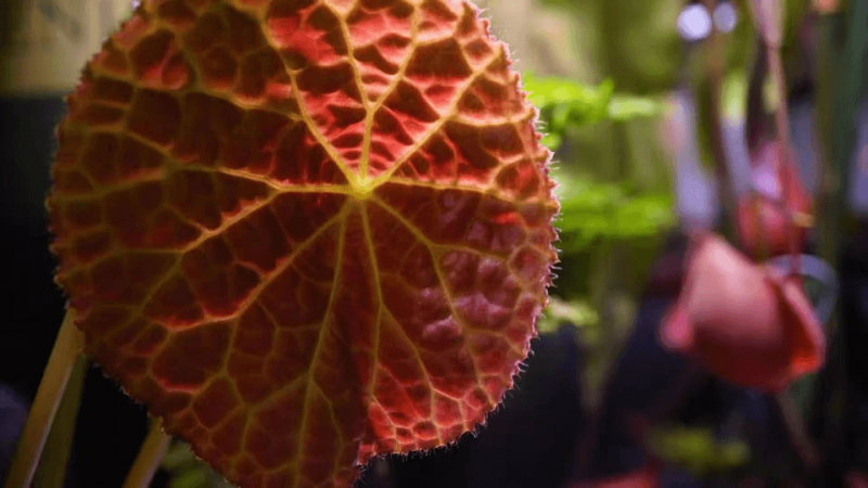Begonia phuthoensis for Sale - HappyForestStore