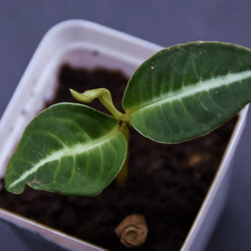 Begonia phuthoensis for Sale - HappyForestStore