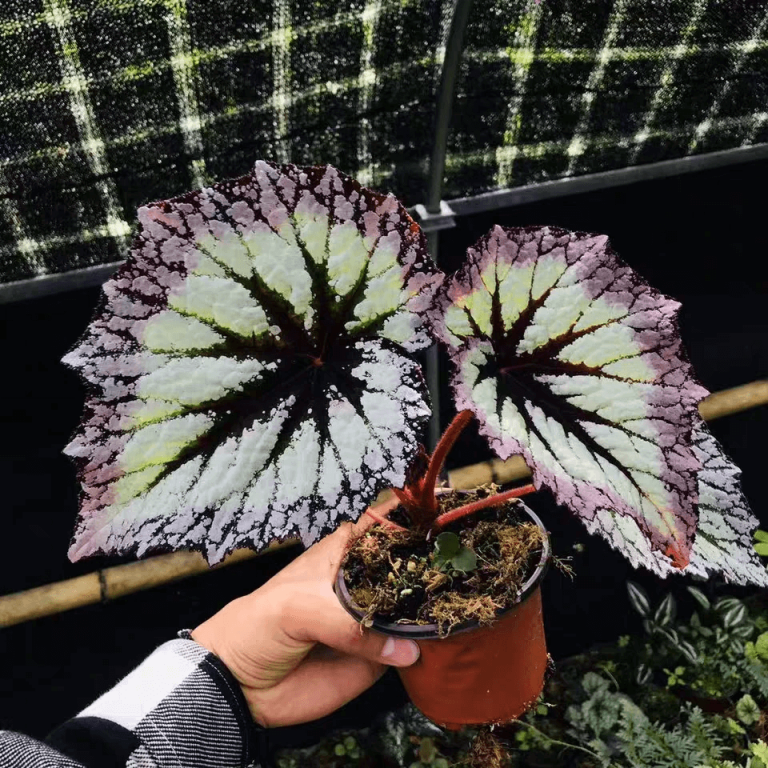 Begonia 'Fireworks' for Sale - HappyForestStore