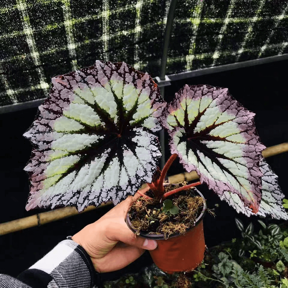 Begonia 'Fireworks' for Sale - HappyForestStore